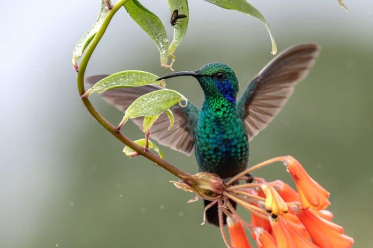 Hummingbird Colors: The Colorful Spectrum of Hummingbirds