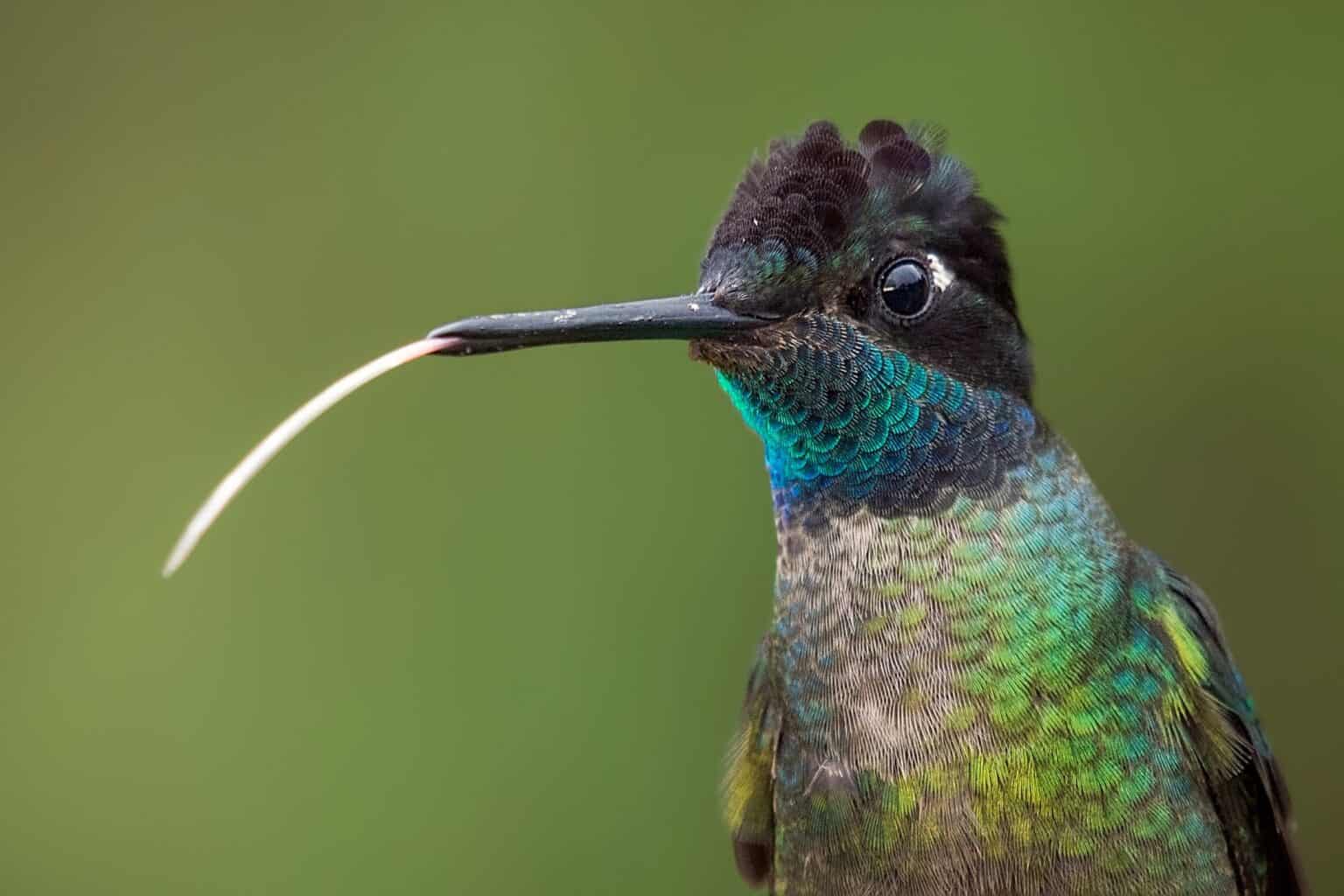 Anatomy of a Hummingbird: Brain, Heart, Wings & More