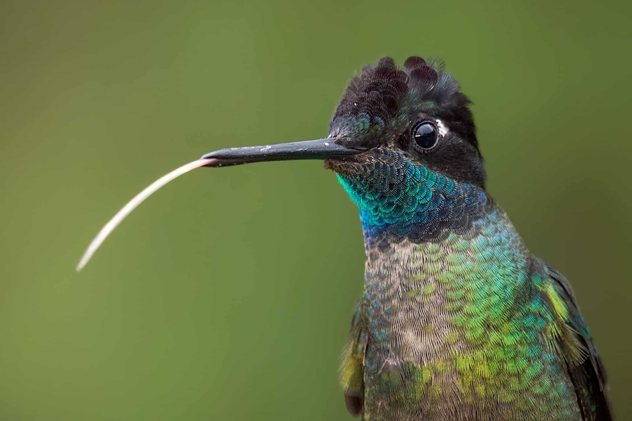Anatomy of a Hummingbird: Brain, Heart, Wings & More