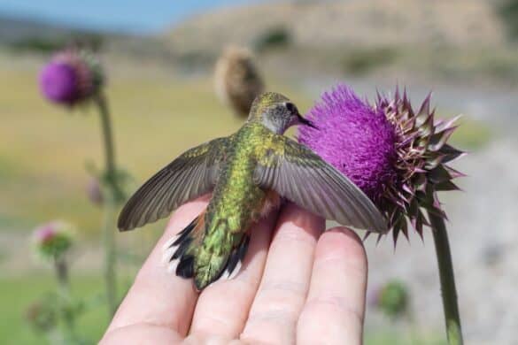 Anatomy of a Hummingbird: Brain, Heart, Wings & More