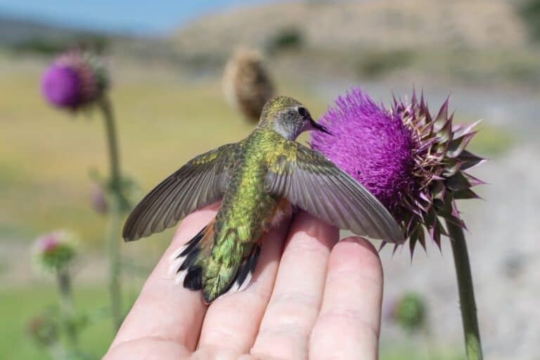 Anatomy of a Hummingbird: Brain, Heart, Wings & More