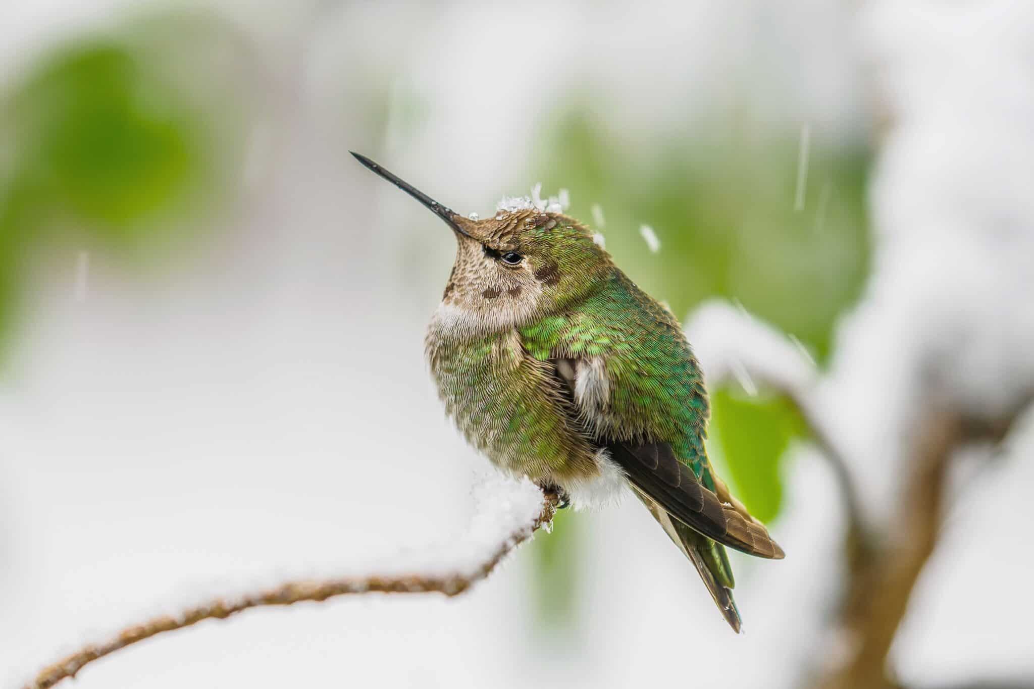 Where Do Hummingbirds Migrate for the Winter? - Bird Helpful