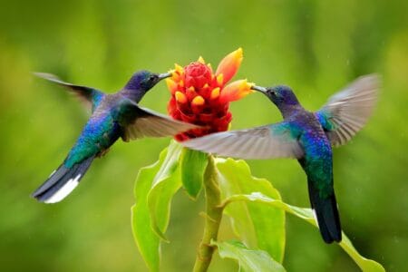 Anatomy of a Hummingbird: Brain, Heart, Wings & More