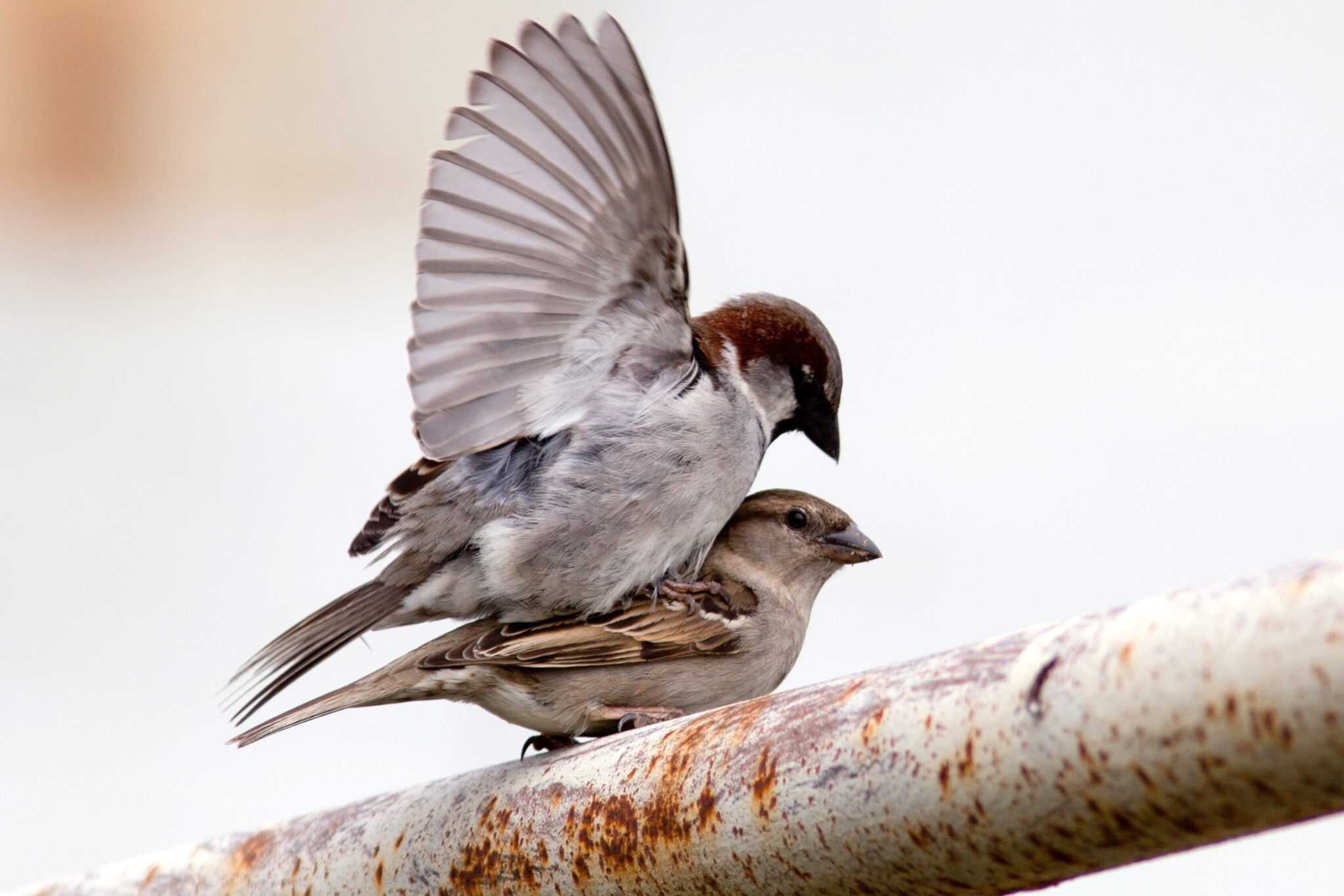 House Sparrow Nests and Eggs: A Detailed Look