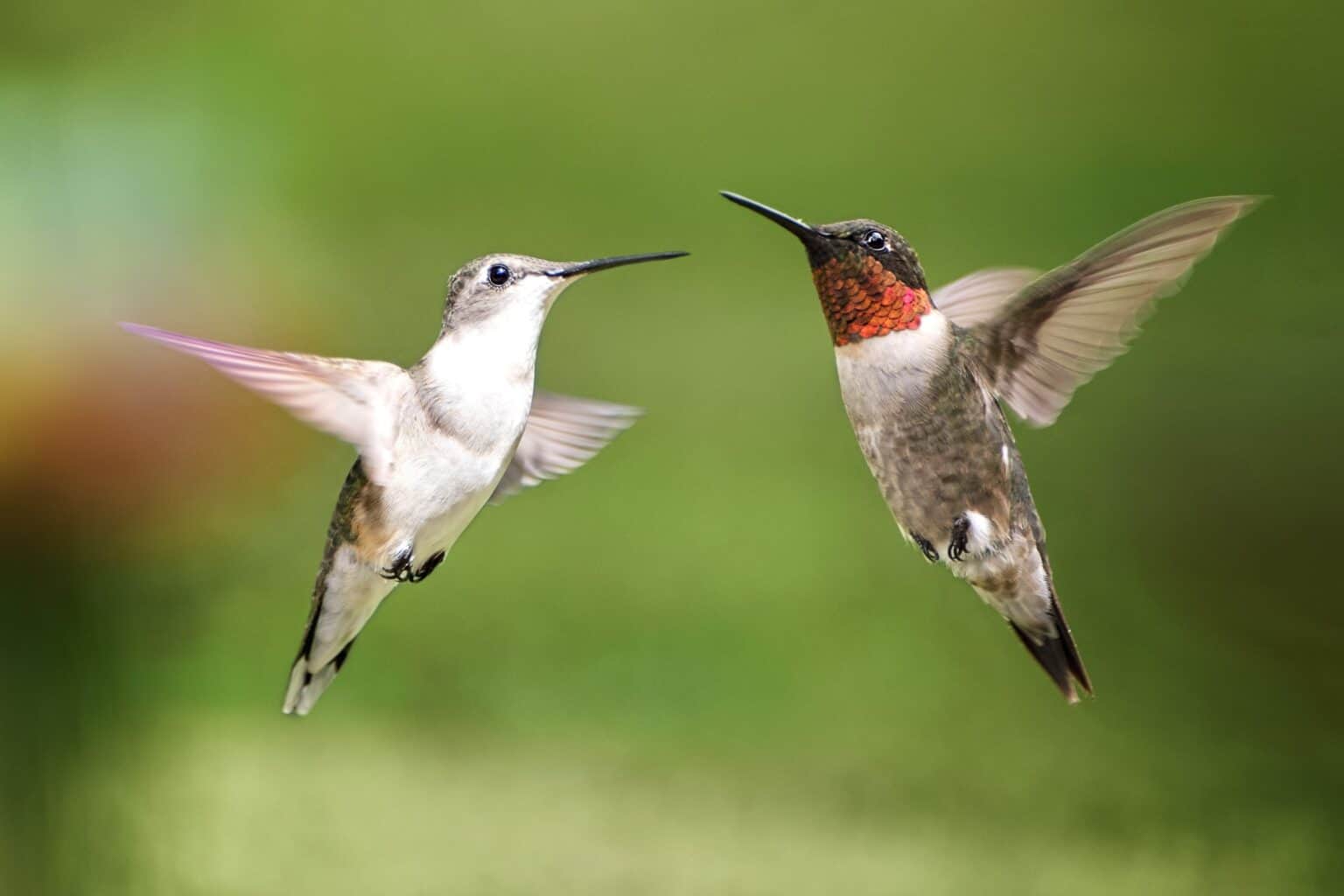 Hummingbird Colors: The Colorful Spectrum of Hummingbirds