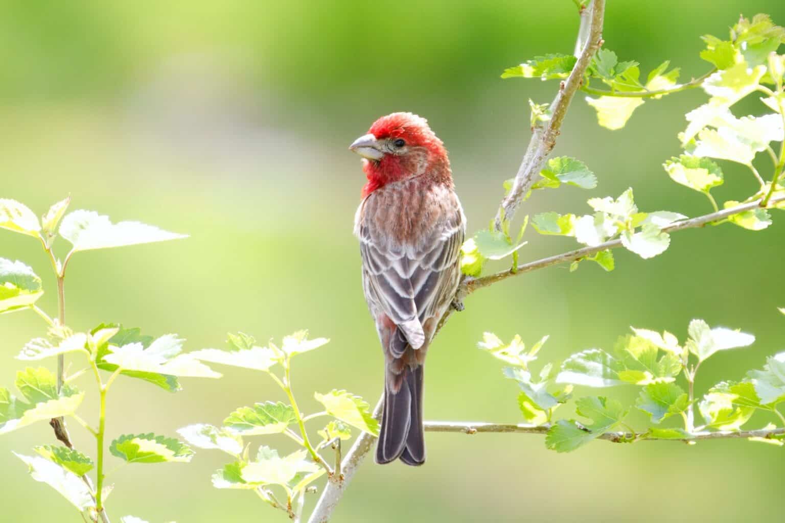 House Finch: The Red-headed Sparrow-like Bird - Bird Helpful