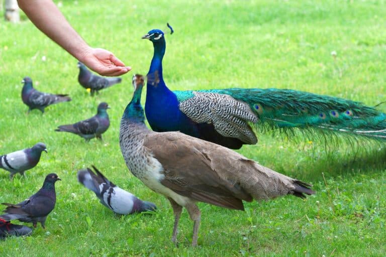 Are Peacocks Aggressive? Do They Attack Humans?