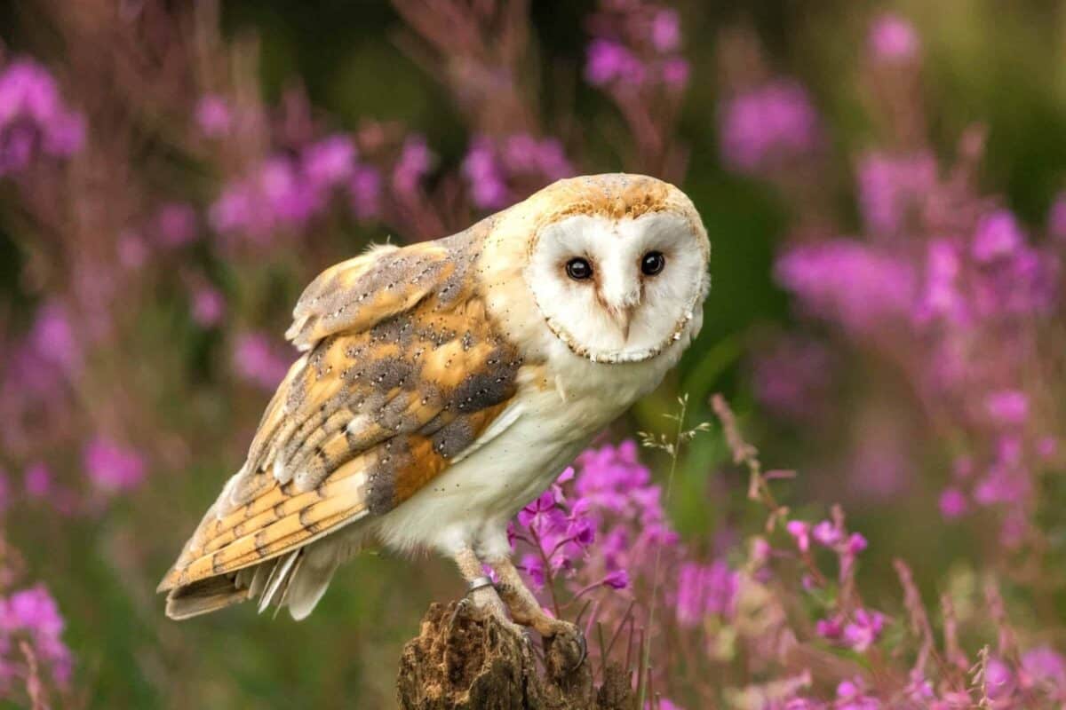 How Much Does an Owl Cost? (2025 Updated)