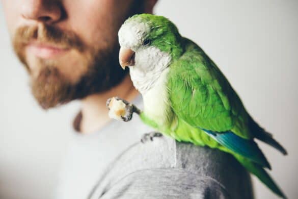 What Do Parakeets Eat? Parakeet Feeding & FAQs