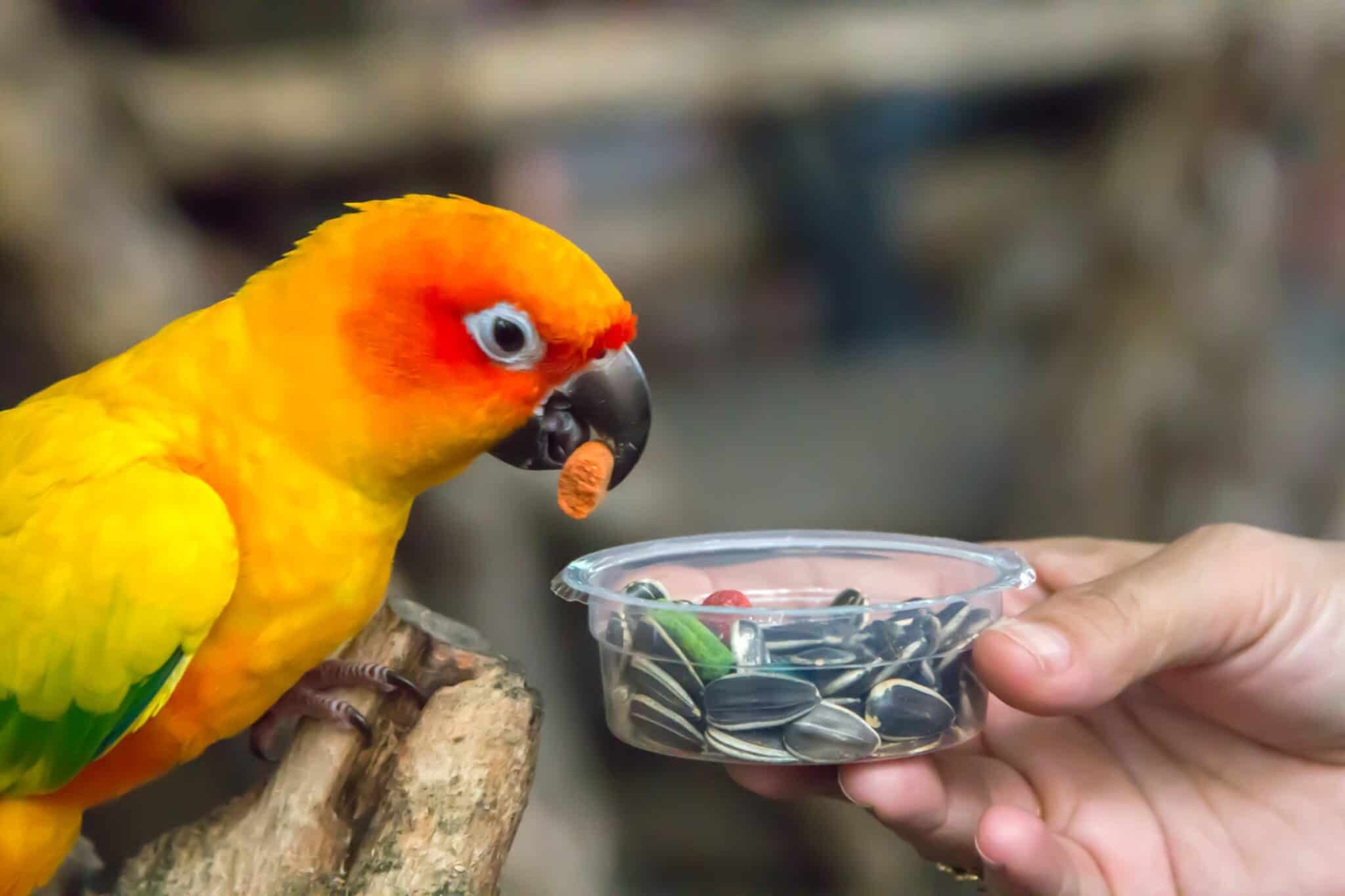 What Do Parakeets Eat? Parakeet Feeding & FAQs