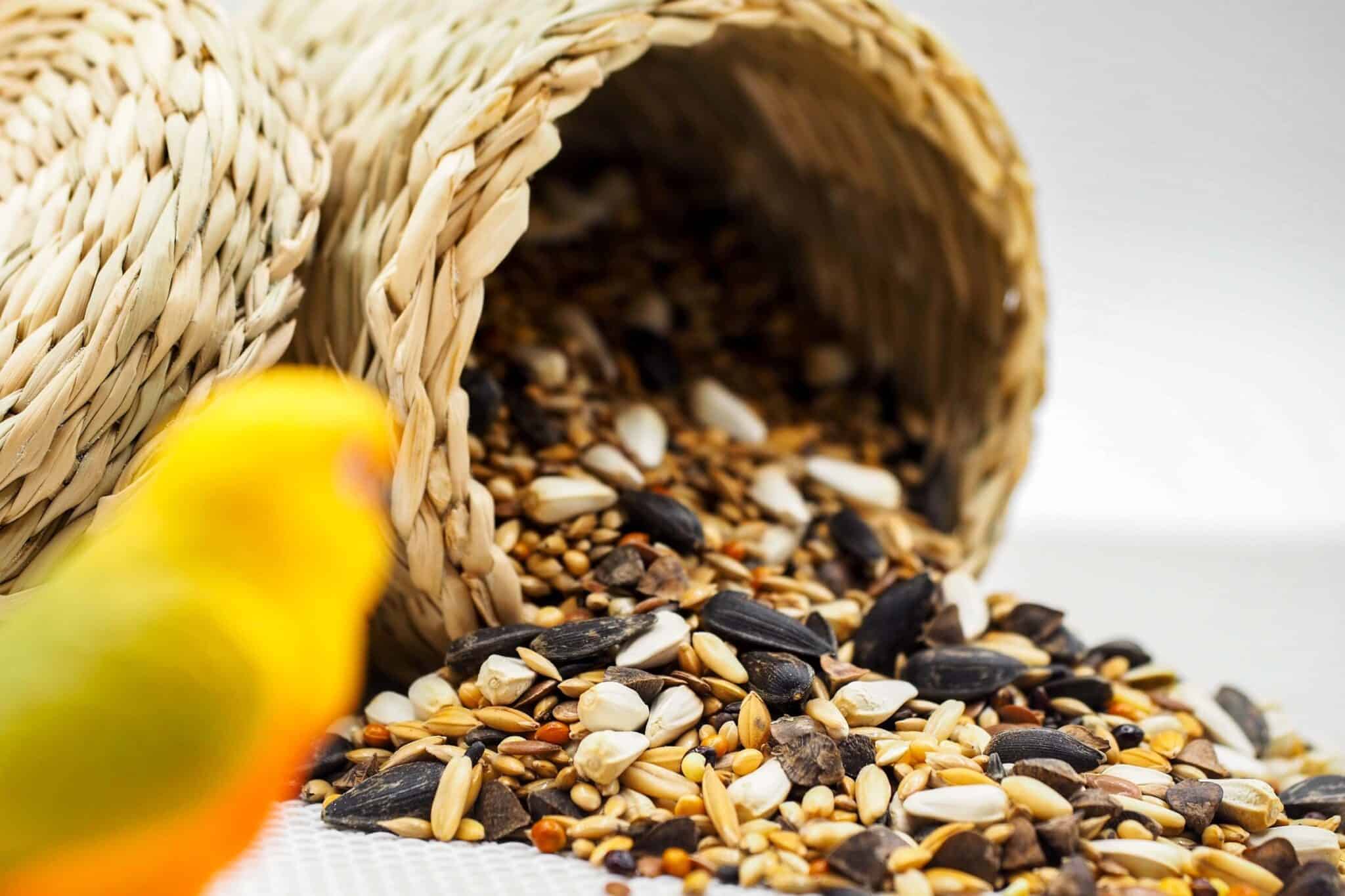 What Do Parakeets Eat? Parakeet Feeding & FAQs