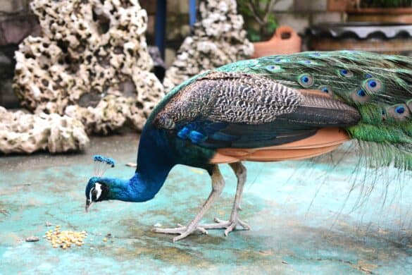 What Do Peacocks Eat Bird Helpful