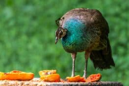 What Do Peacocks Eat? - Bird Helpful