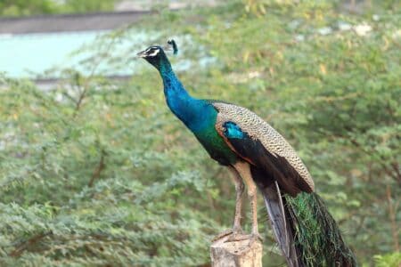 9 Types of Sounds Peacocks Make and Their Meanings