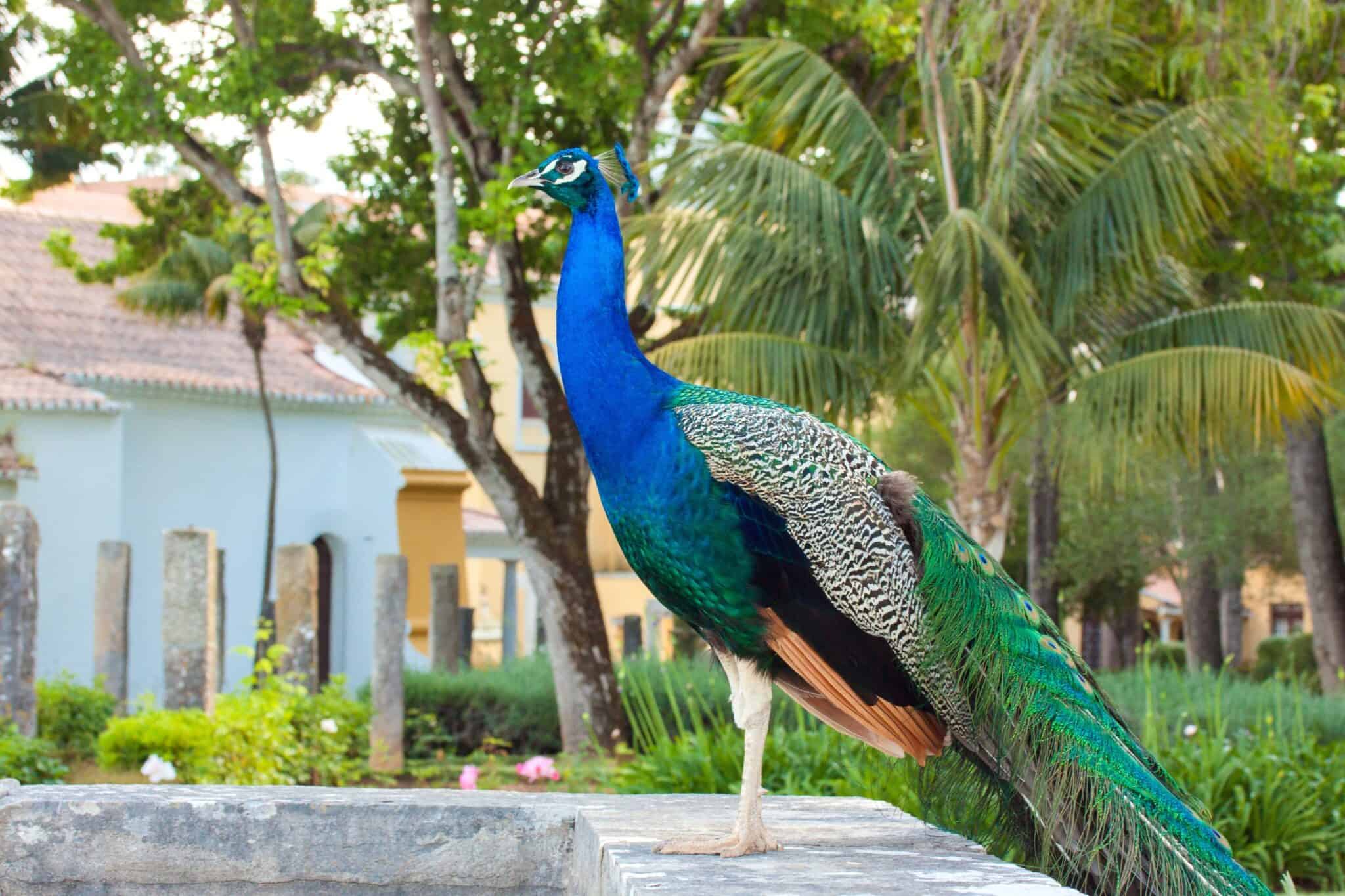 9 Types of Sounds Peacocks Make and Their Meanings