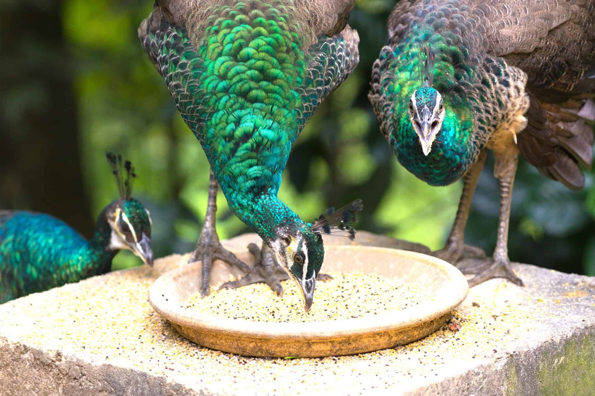 What Do Peacocks Eat? - Bird Helpful