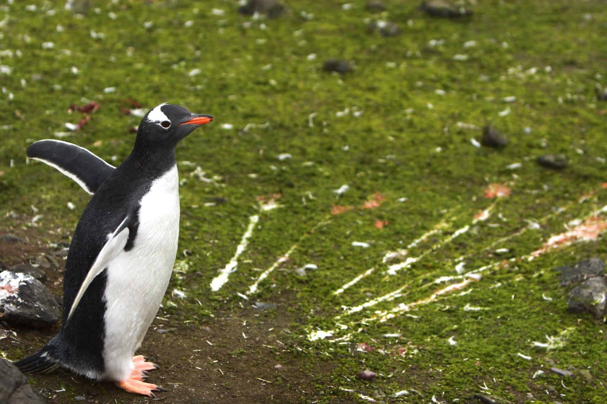Penguin Poop 101: Everything You Need to Know