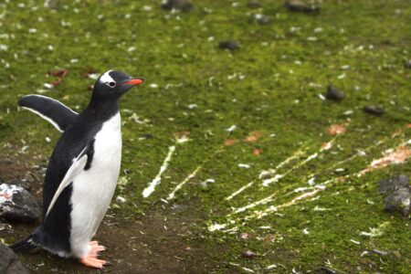 Penguin Poop 101: Everything You Need to Know
