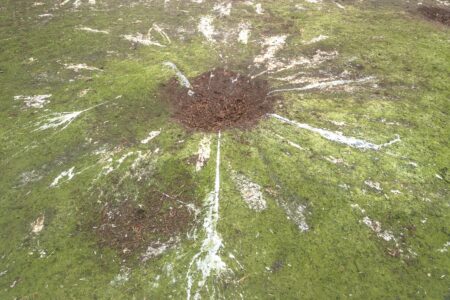 Penguin Poop 101: Everything You Need to Know