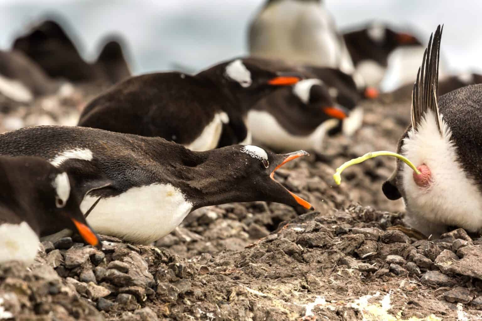 Penguin Poop 101: Everything You Need to Know