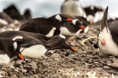 Penguin Poop 101: Everything You Need to Know