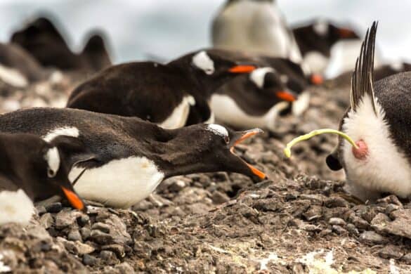 Penguin Poop 101: Everything You Need to Know
