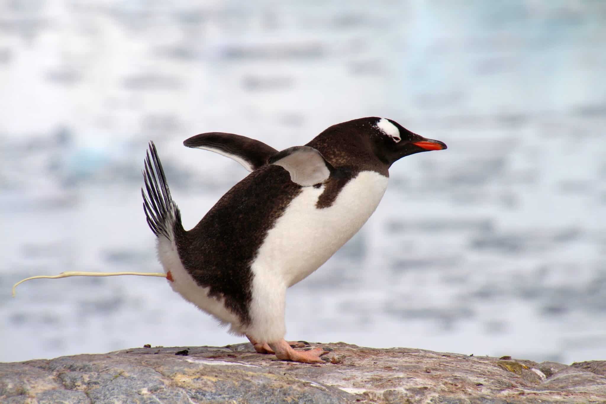 Penguin Poop 101: Everything You Need to Know