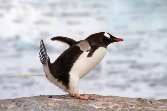 Penguin Poop 101: Everything You Need to Know