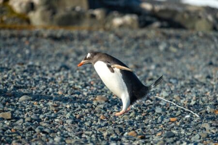 Penguin Poop 101: Everything You Need to Know