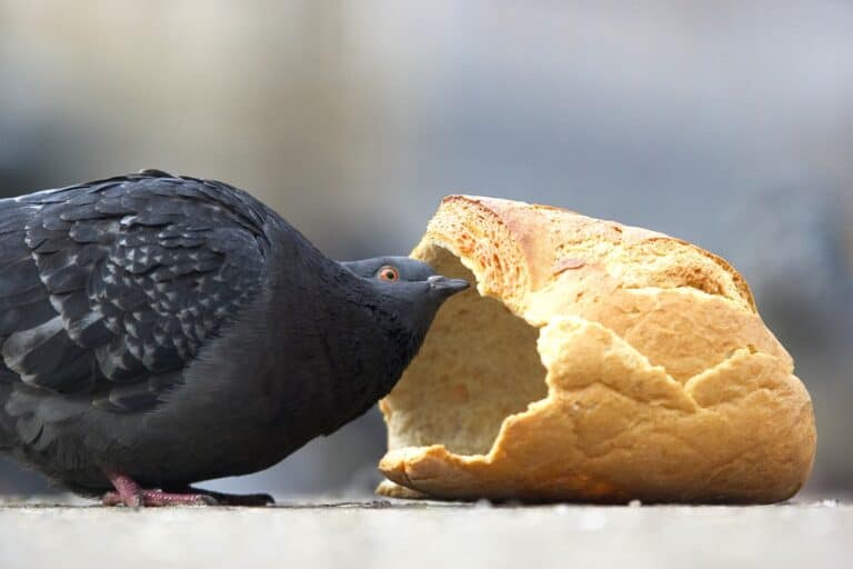 What Do Pigeons Eat? Pigeon Food & Feeding Tips