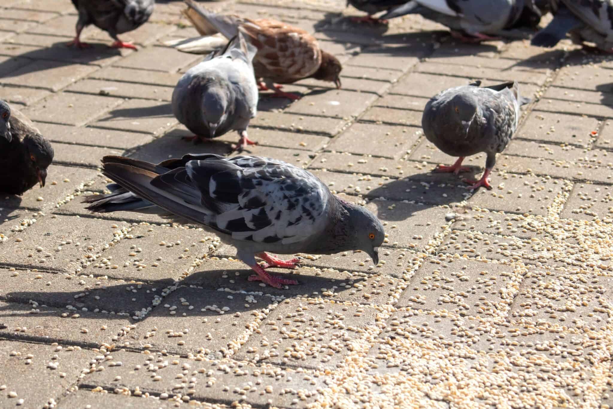 What Do Pigeons Eat? Pigeon Food & Feeding Tips