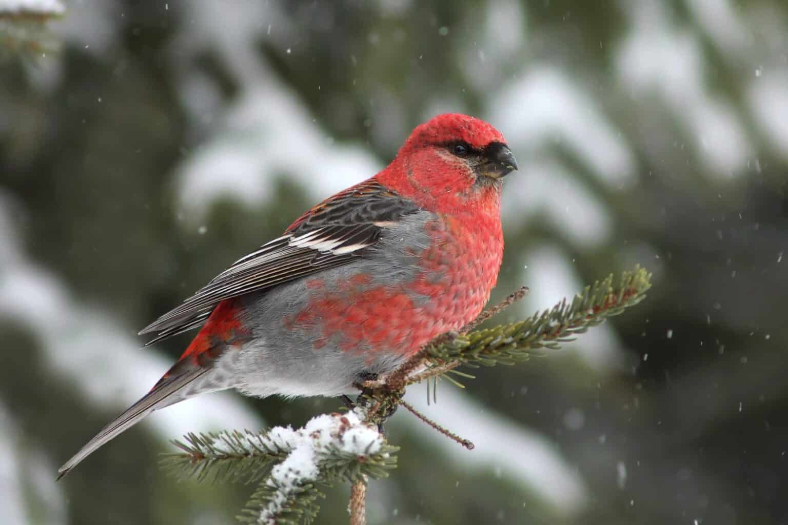 House Finch: The Red-headed Sparrow-like Bird - Bird Helpful