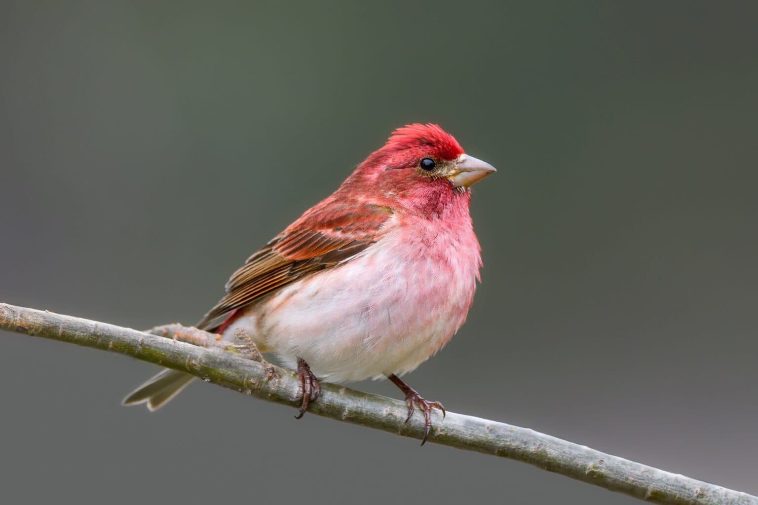 House Finch: The Red-headed Sparrow-like Bird - Bird Helpful