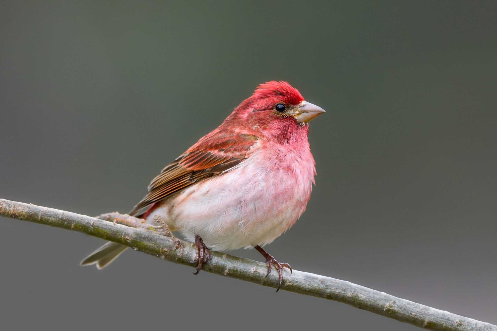 House Finch: The Red-headed Sparrow-like Bird - Bird Helpful