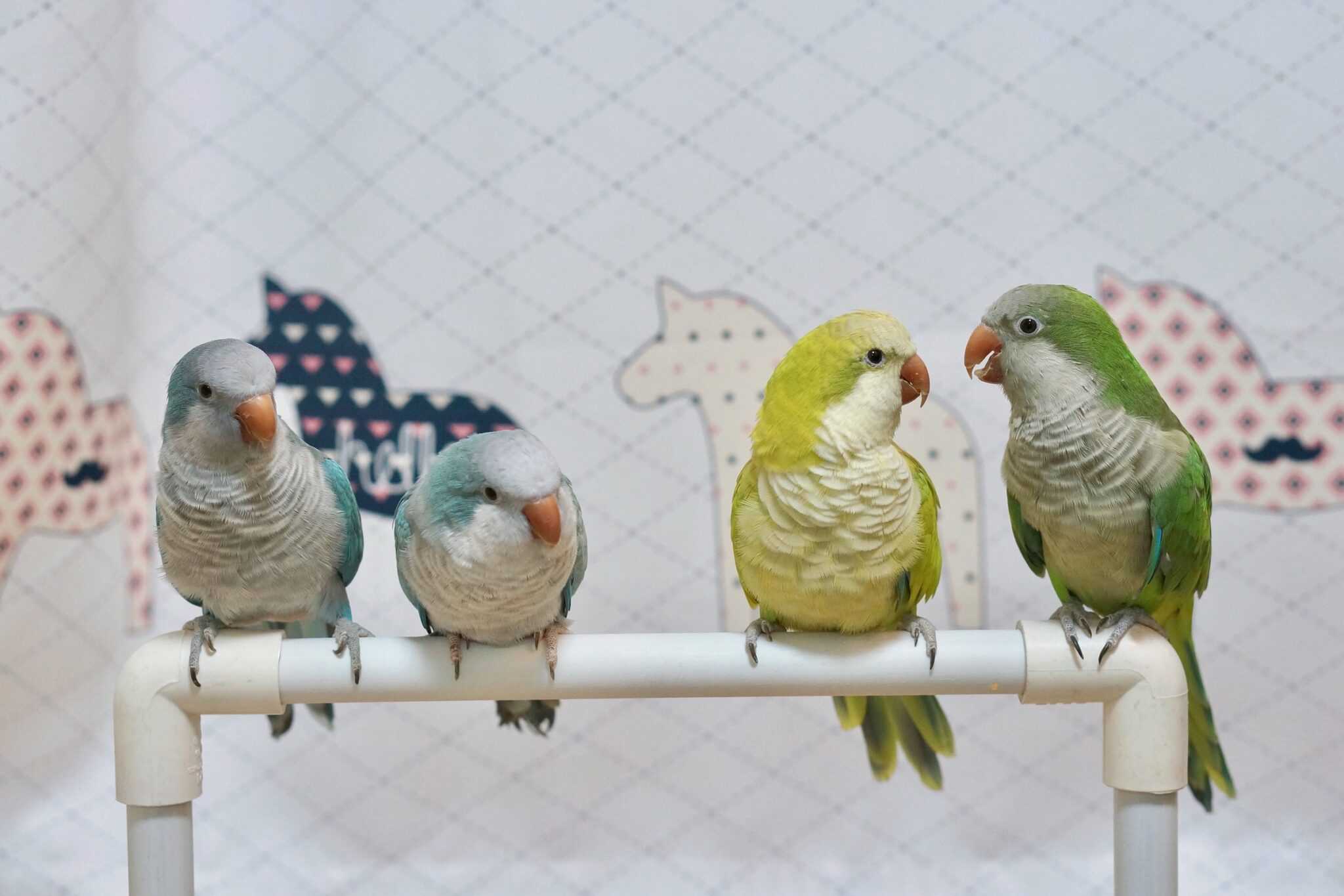 All Quaker Parrot Color Mutations Explained - Bird Helpful