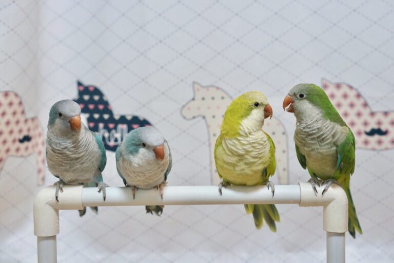 All Quaker Parrot Color Mutations Explained - Bird Helpful