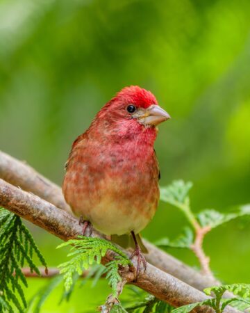 House Finch: The Red-headed Sparrow-like Bird - Bird Helpful