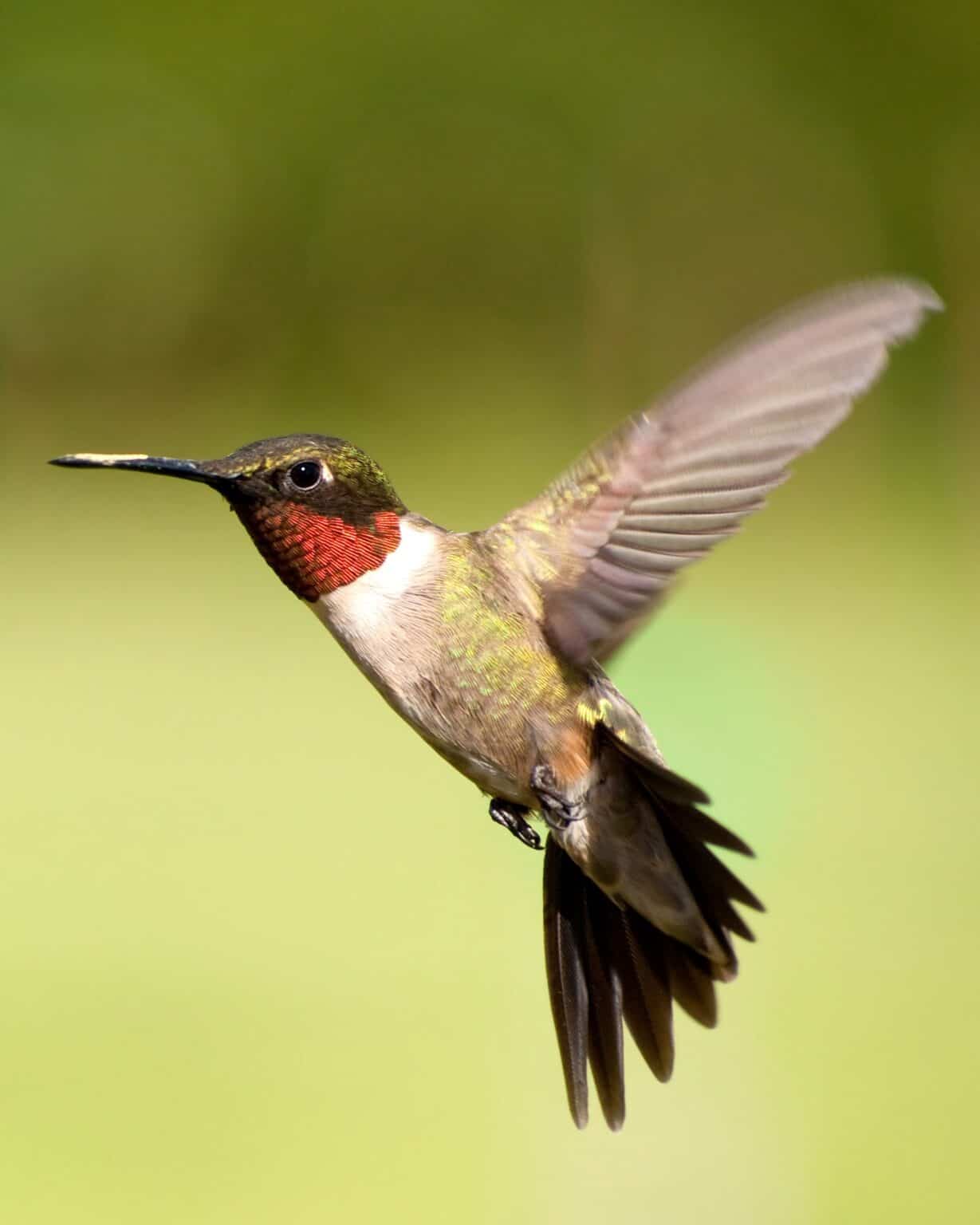 Hummingbird Colors: The Colorful Spectrum of Hummingbirds