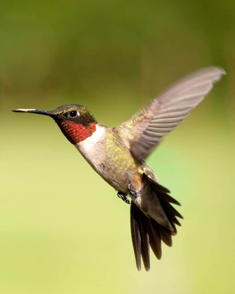 Hummingbird Colors: The Colorful Spectrum of Hummingbirds