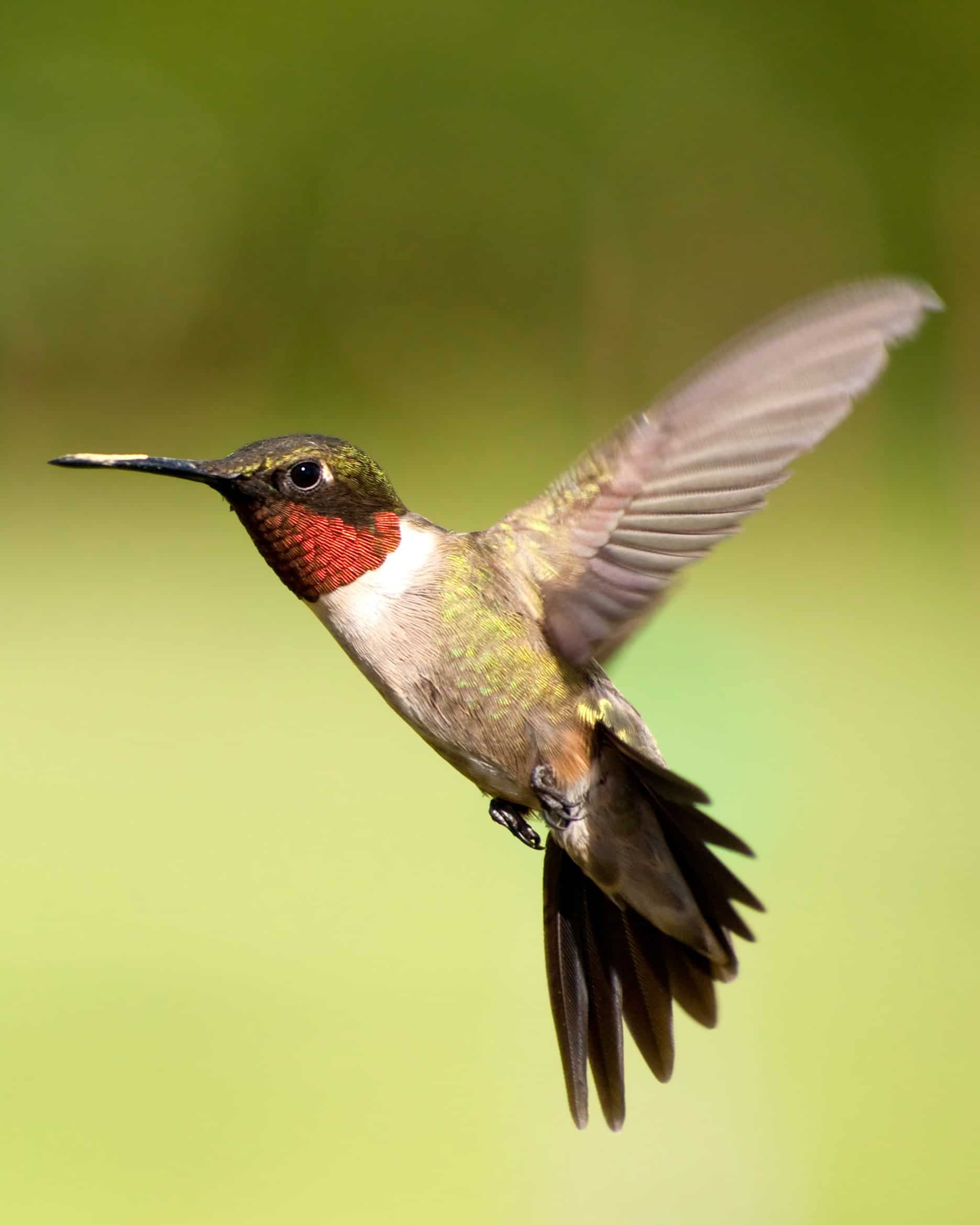 Hummingbird Colors: The Colorful Spectrum of Hummingbirds