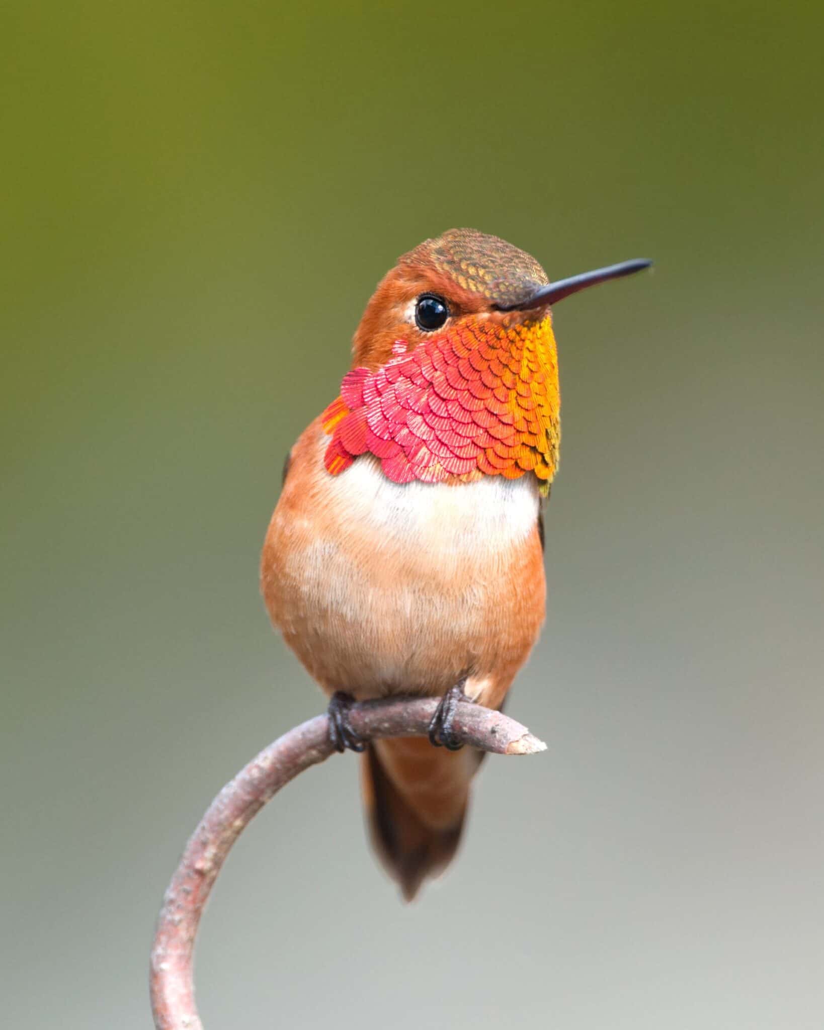 Hummingbird Colors: The Colorful Spectrum of Hummingbirds