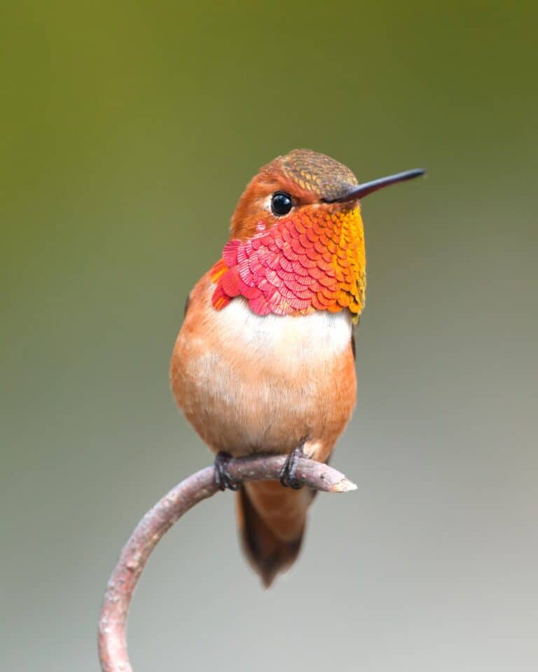 Hummingbird Colors: The Colorful Spectrum of Hummingbirds