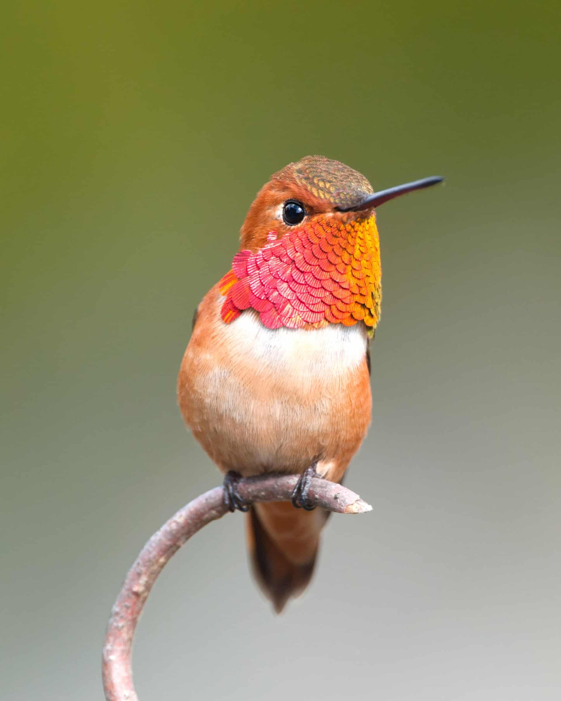 Hummingbird Colors: The Colorful Spectrum of Hummingbirds