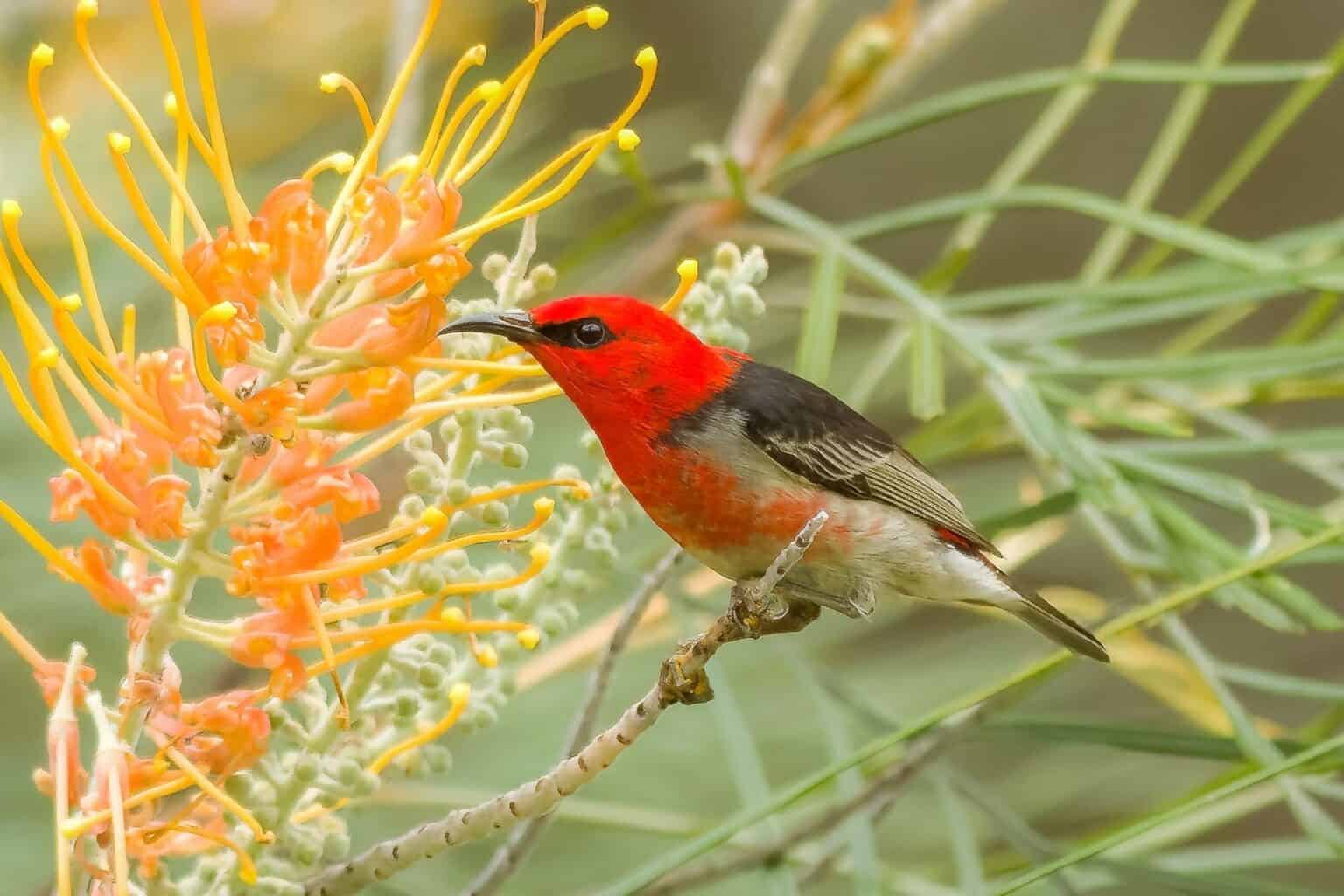 House Finch: The Red-headed Sparrow-like Bird - Bird Helpful