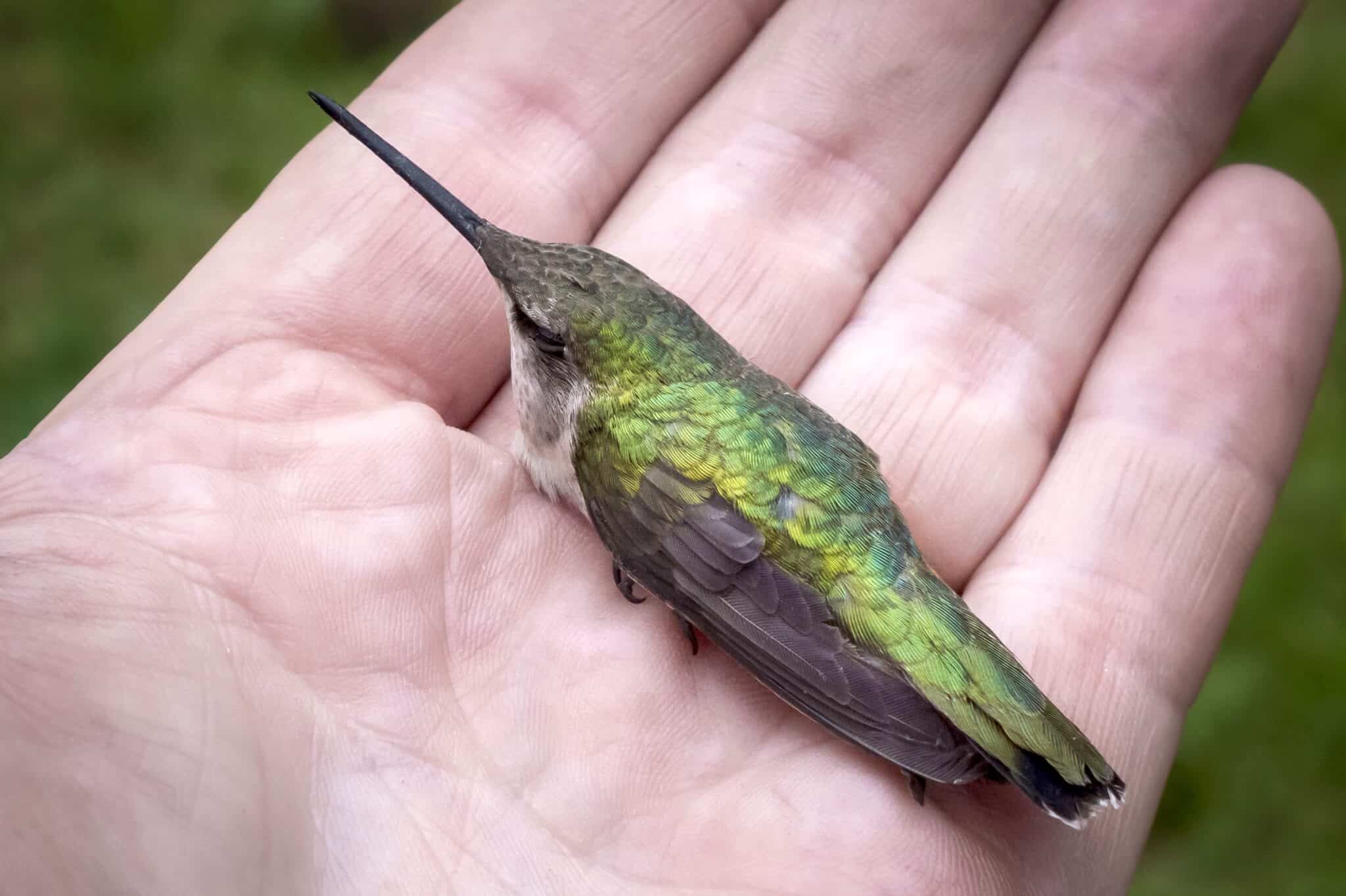 How and Where Do Hummingbirds Sleep at Night?