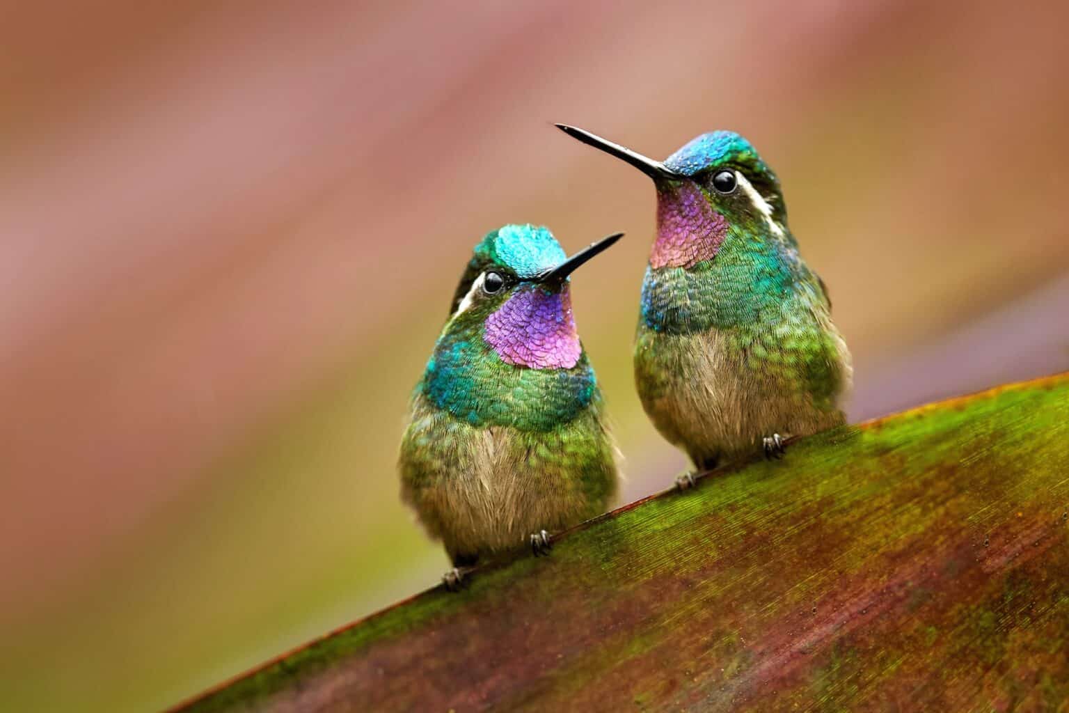 Hummingbird Colors: The Colorful Spectrum of Hummingbirds