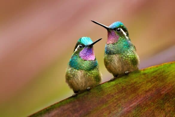 Hummingbird Colors: The Colorful Spectrum of Hummingbirds