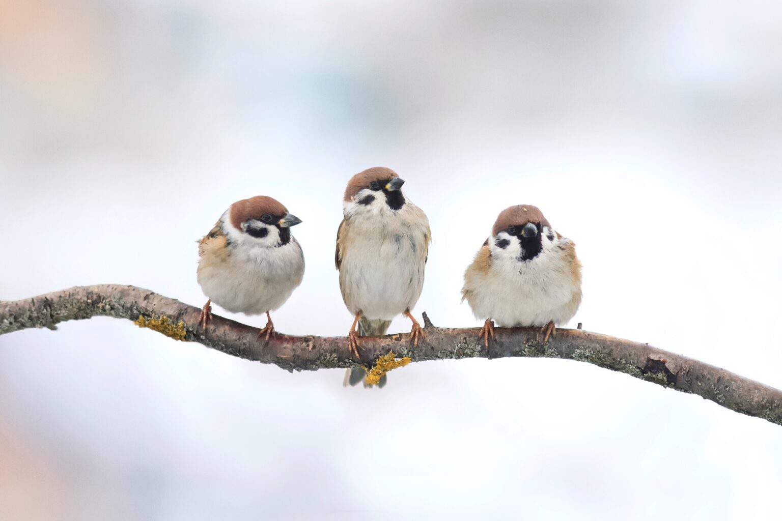 Are Birds Warm-Blooded or Cold-Blooded?