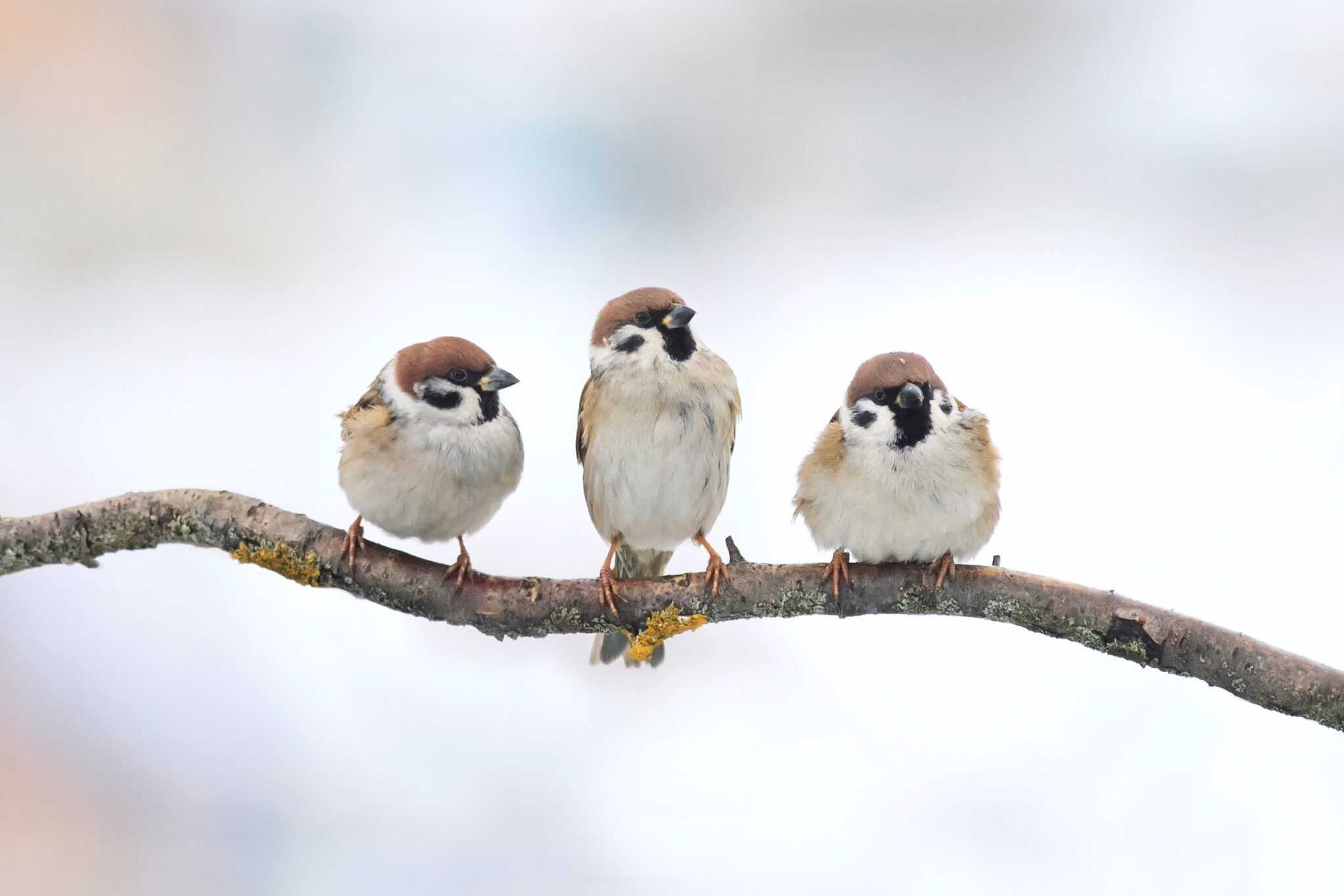 Are Birds Warm-Blooded or Cold-Blooded?