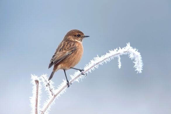 Are Birds Warm-Blooded or Cold-Blooded?